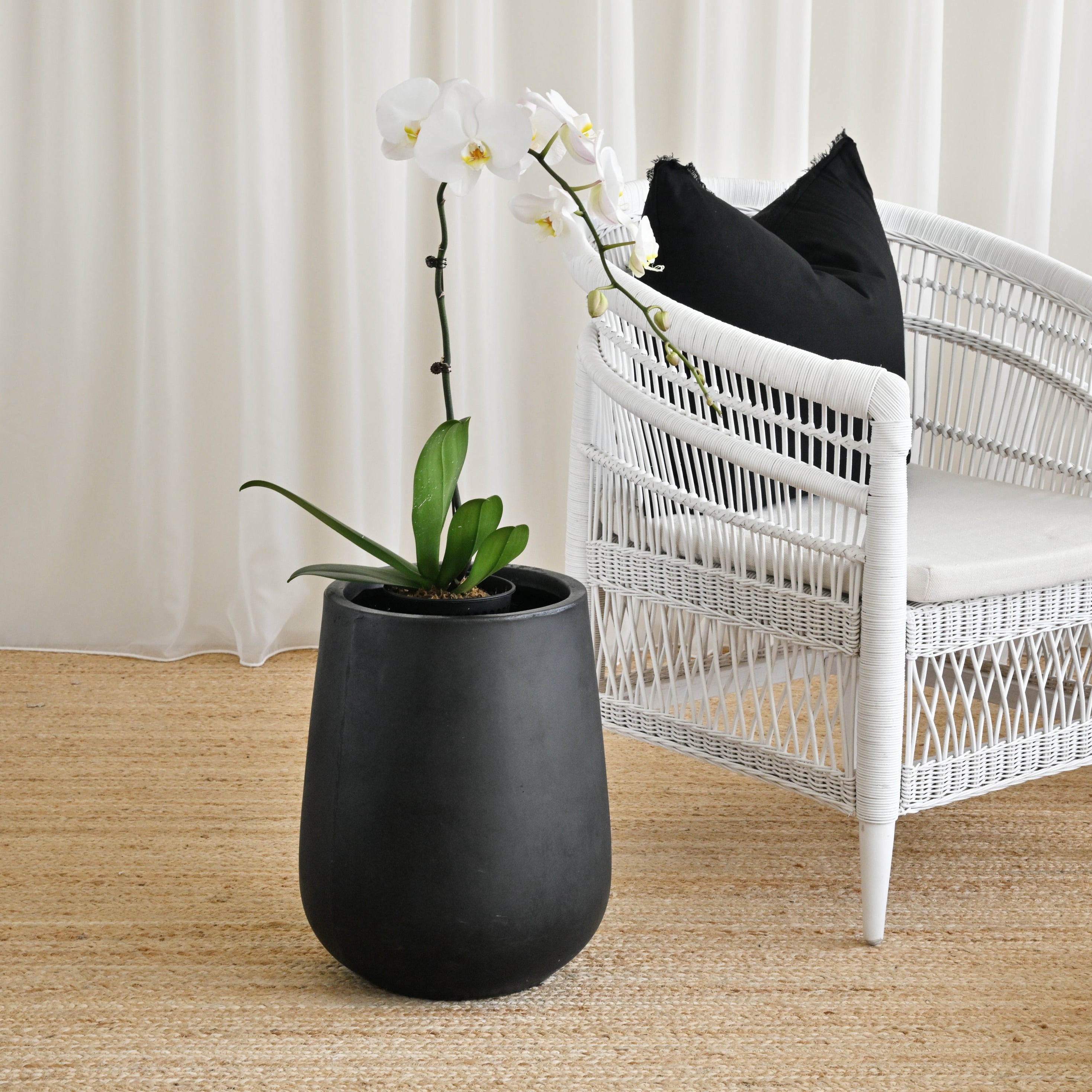 Tulip Black Concrete Planter - Indoor & Outdoor Pots | Island Living