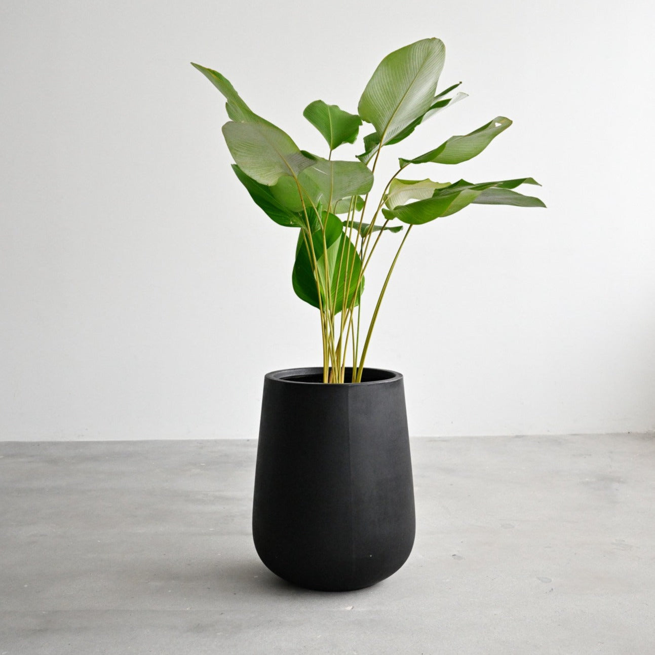Tulip Black Concrete Planter - Indoor & Outdoor Pots | Island Living